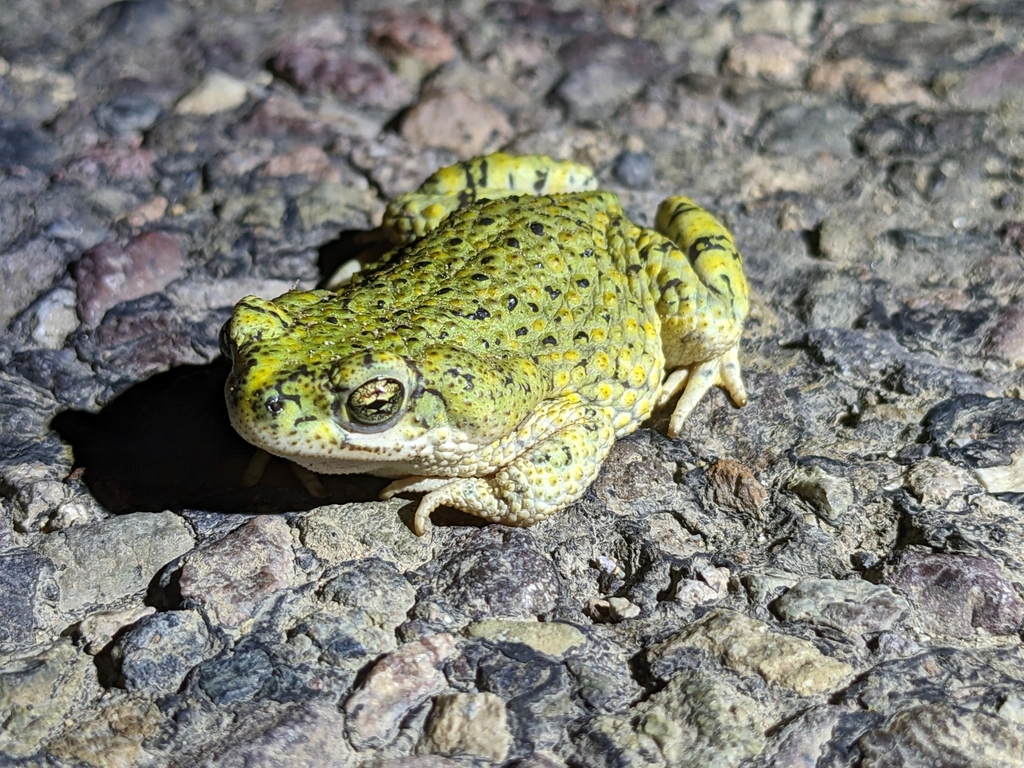 Chihuahuan Green Toad in August 2023 by Nathan · iNaturalist