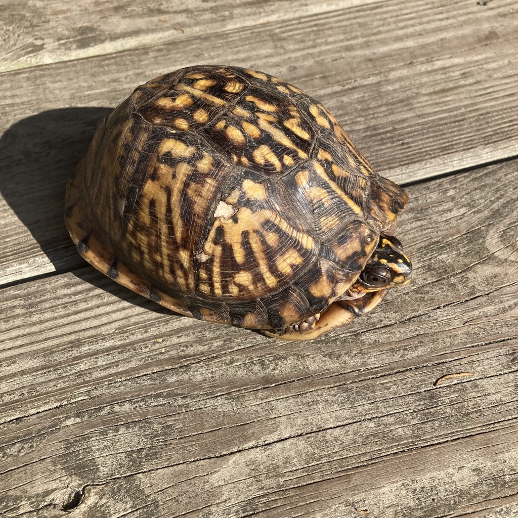 Eastern Box Turtle in August 2023 by Julie Thomson. Near Park office ...