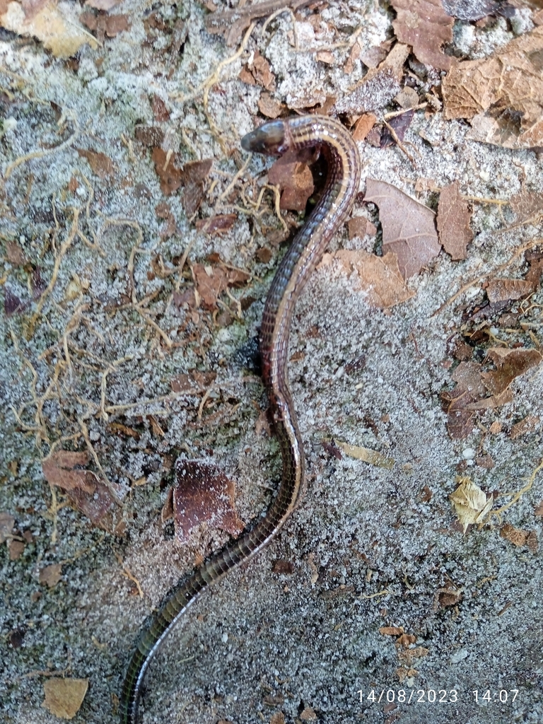 Bachia lineata from Saravena, Arauca, Colombia on August 14, 2023 at 02 ...