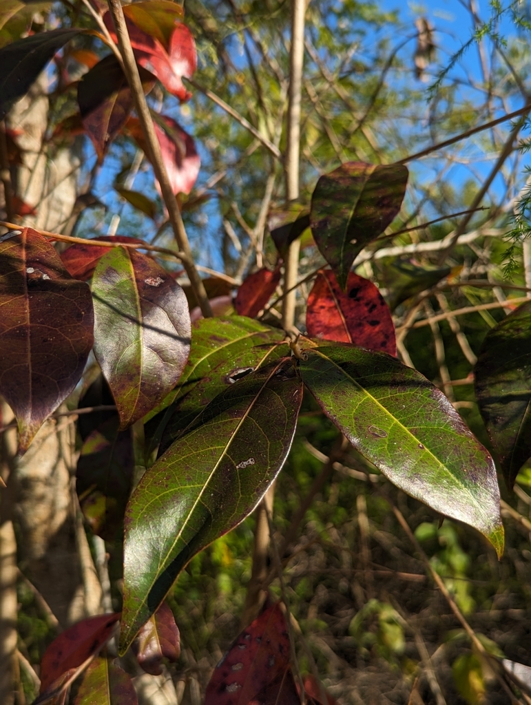 Cheese Tree from Samsonvale QLD 4520, Australia on August 15, 2023 at ...