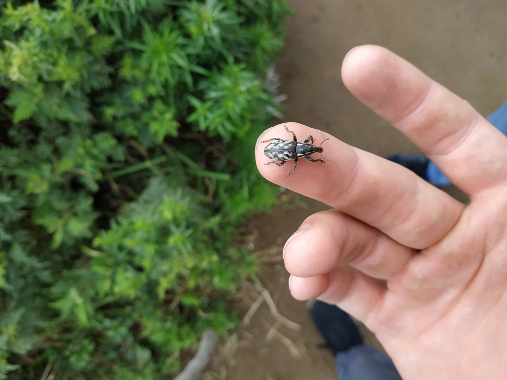 Adosomus granulosus from Приморский край, Россия, 690920 on August 14 ...