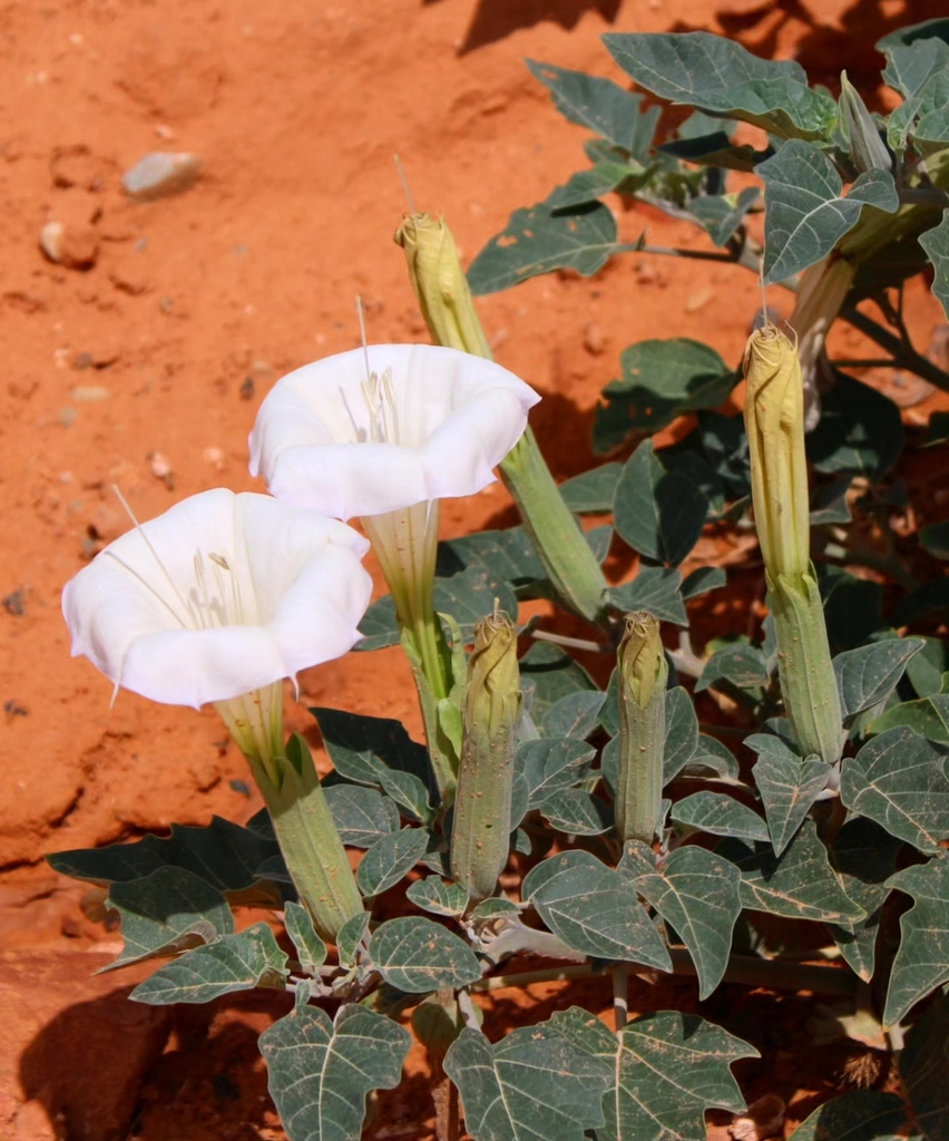 Sacred Datura from Page on August 13, 2023 at 08:24 AM by Carter Rogan ...