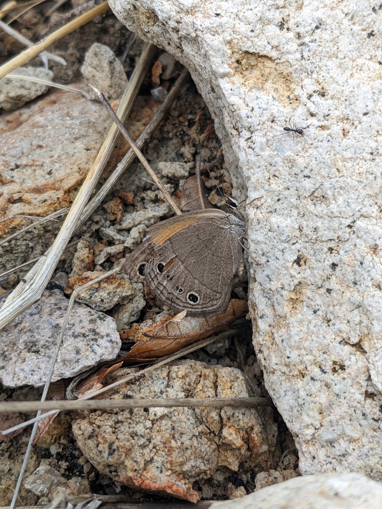 Red Satyr in August 2023 by Peter Zimmermann · iNaturalist