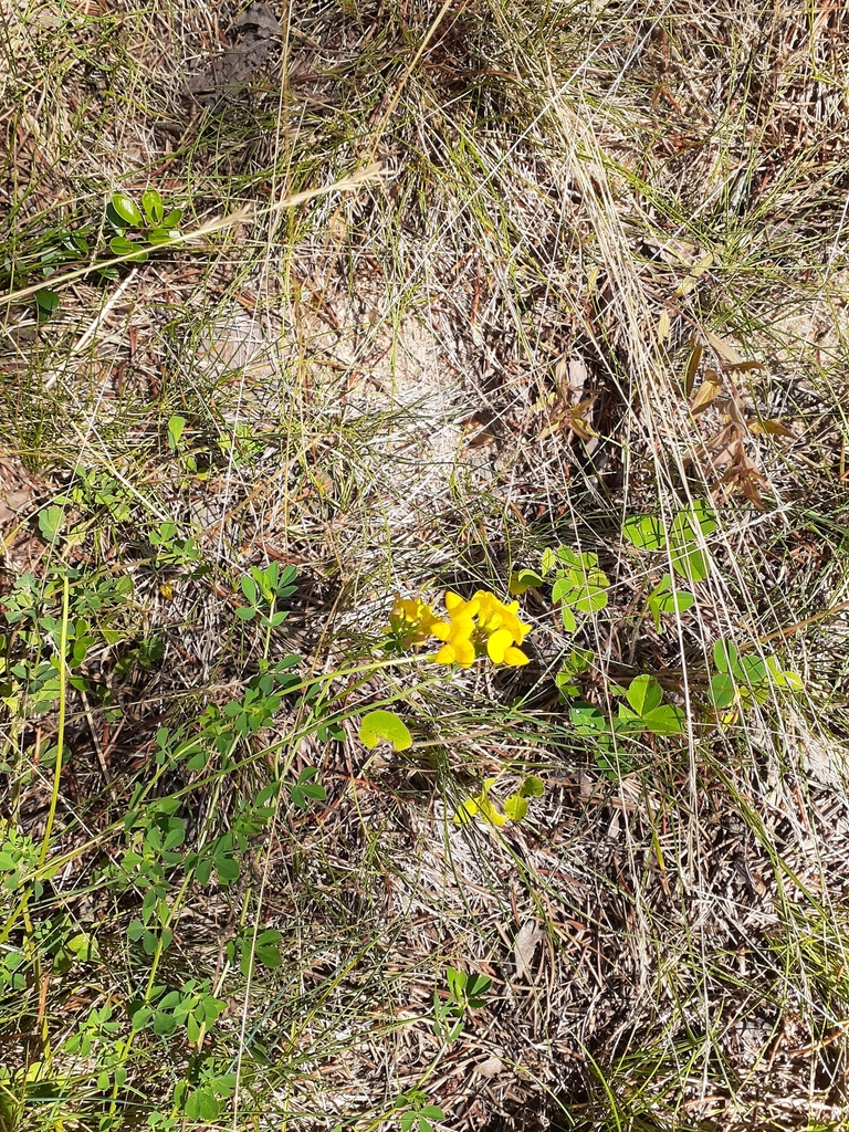 bird's-foot trefoil from Badoura Township, MN, USA on August 14, 2023 ...