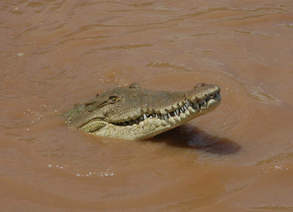 American Crocodile in August 2011 by Henry Fabian · iNaturalist