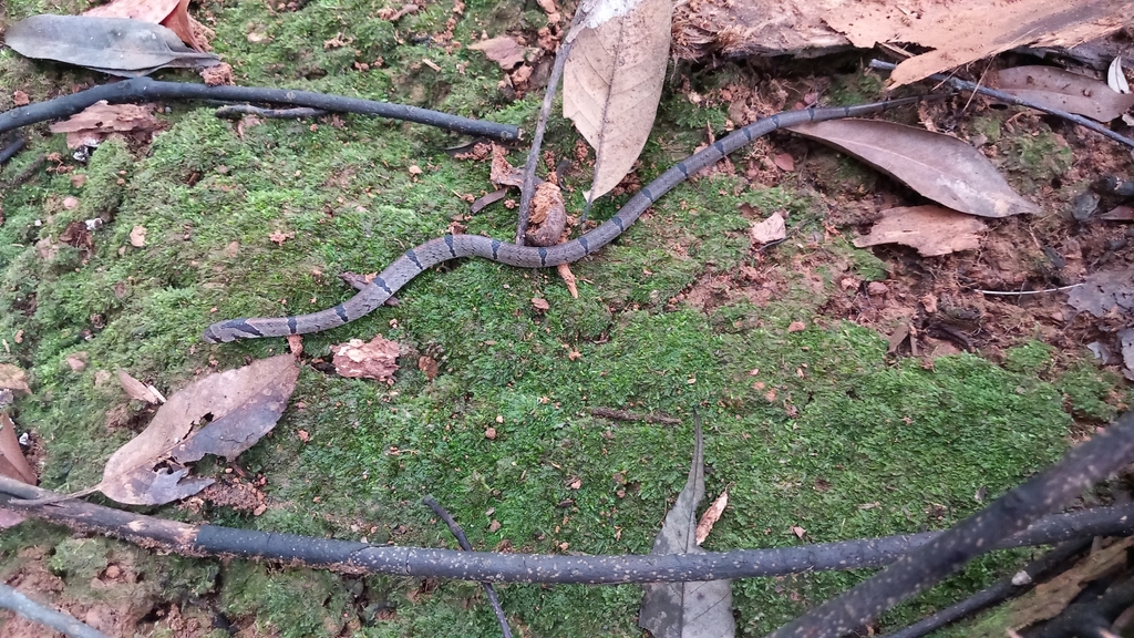 Chinese Kukri Snake from Shangrao, CN-JX, CN on August 15, 2023 at 08: ...