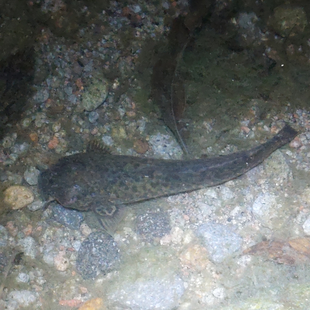 Andean Catfish in August 2023 by Diego Piñán Egas · iNaturalist
