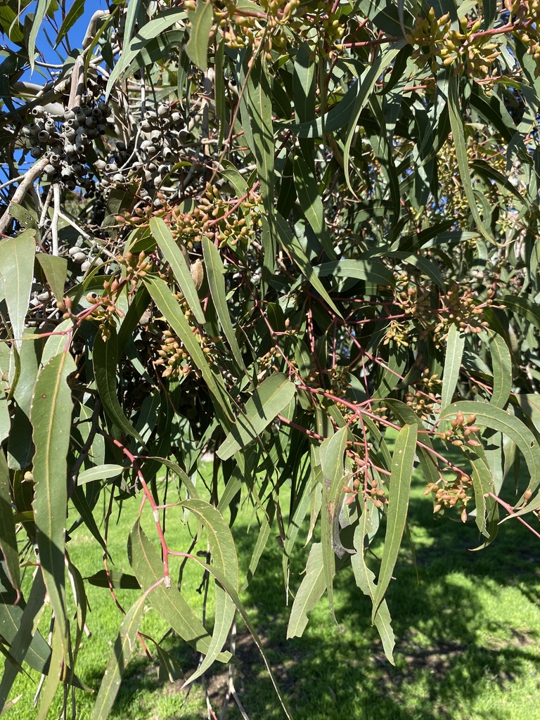 eucalyptus from Mount Wombat Ward, Longwood, VIC, AU on August 15, 2023 ...