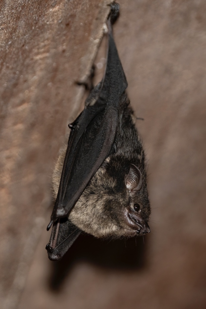 Greater Sac-winged Bat from San Carlos, Alajuela, CR on July 6, 2023 at ...