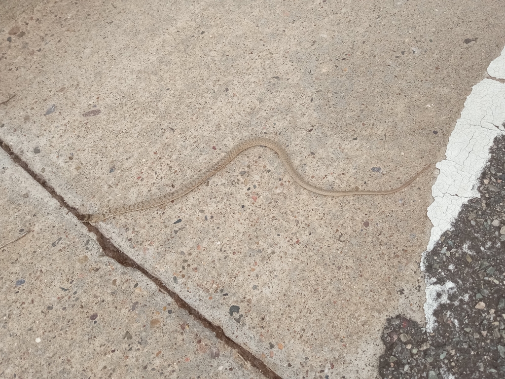 Coachwhip from High Desert, Albuquerque, NM, USA on August 12, 2023 at ...