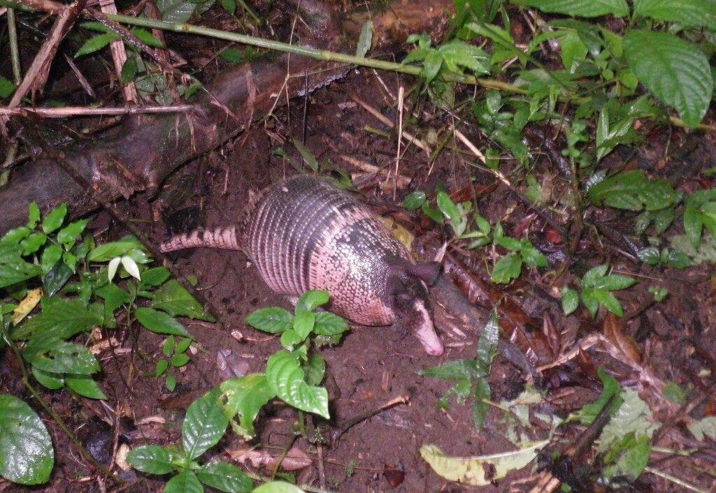 Nine-banded Armadillo from Tirimbina, Heredia, Sarapiquí, Costa Rica on ...