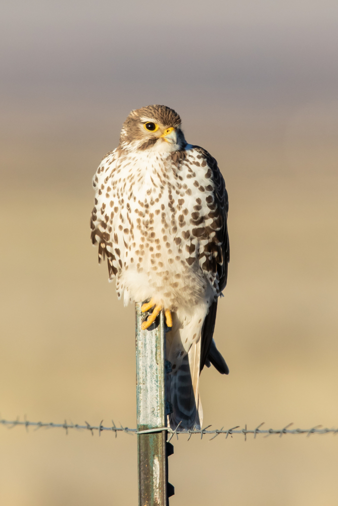 Prairie Falcon from Texas, United States on January 5, 2019 at 08:40 AM ...