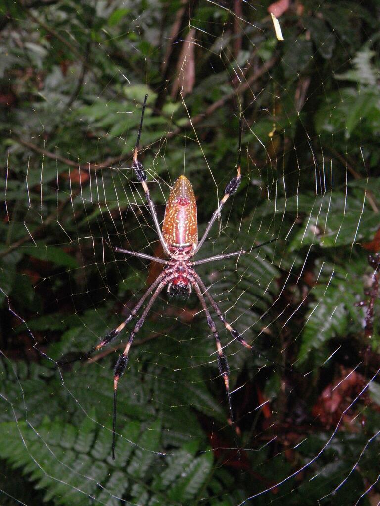 Golden Silk Spider from Tirimbina, Heredia, Sarapiquí, Costa Rica on ...