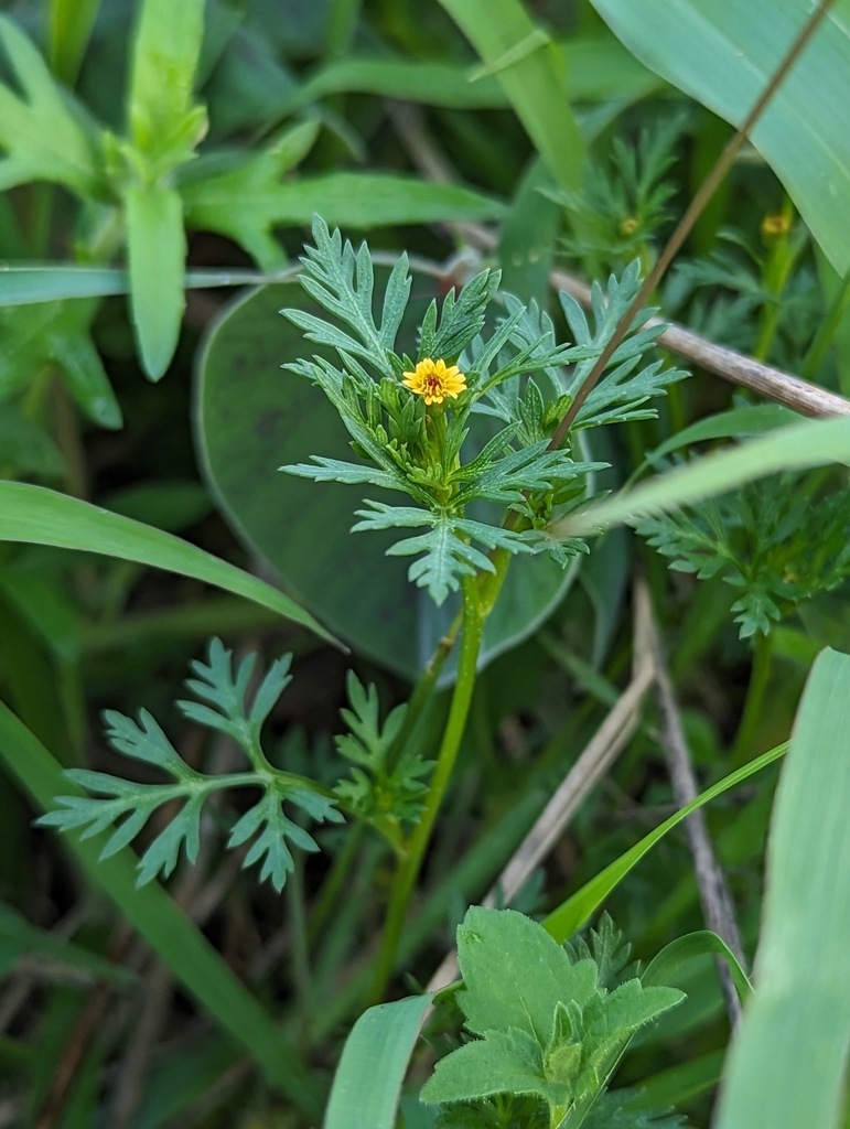 Chrysanthellum indicum mexicanum from Coyula, 45400 Tonalá, Jal ...