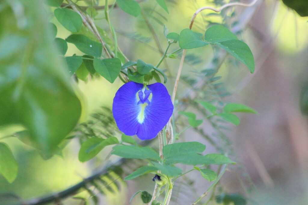 Blue Pea from Darwin NT, Australia on August 15, 2023 at 10:35 AM by ...