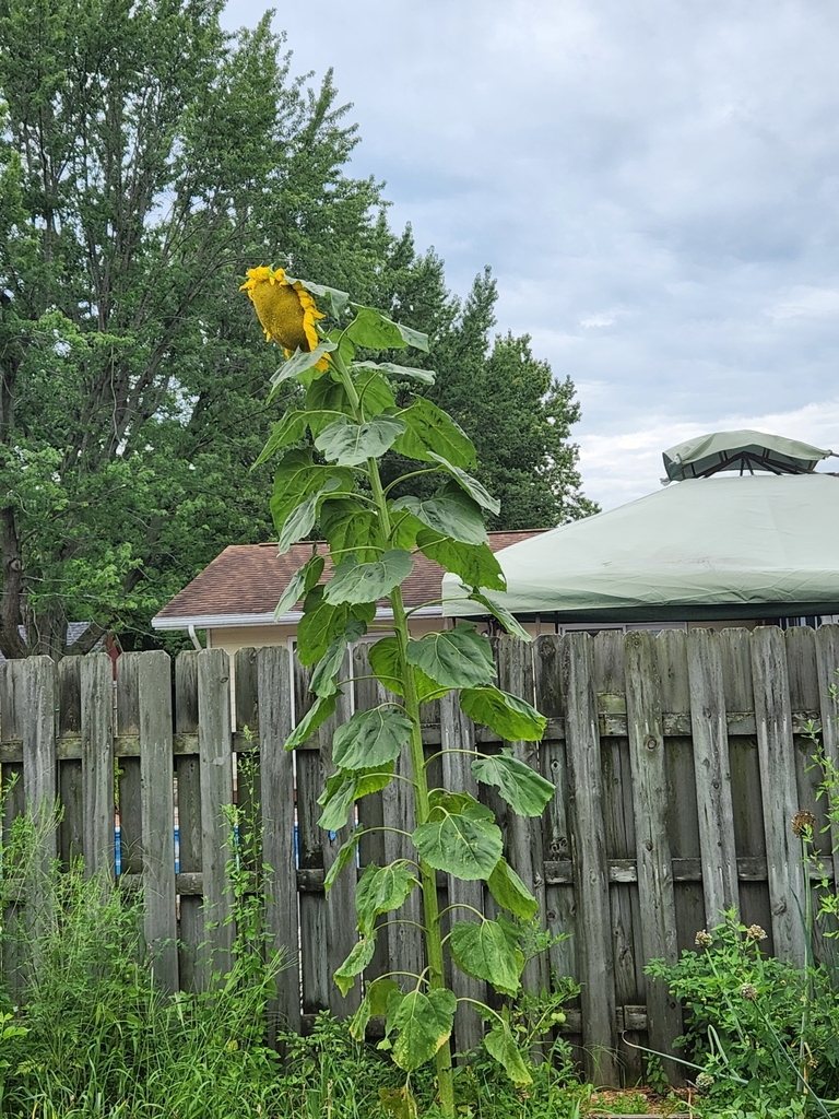 giant sunflower from Lincoln Charter Township, MI, USA on August 14 ...
