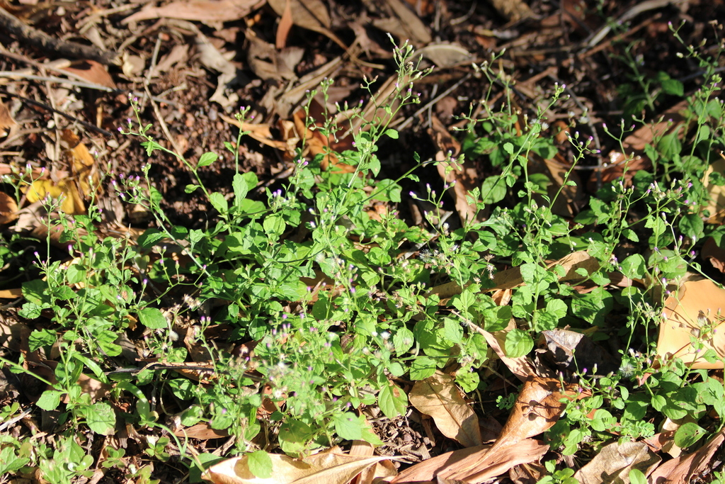 little ironweed from Darwin NT, Australia on August 15, 2023 at 10:48 ...