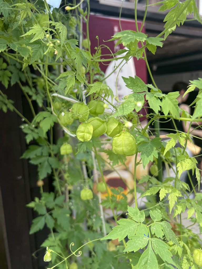 Lesser Balloon Vine from Saiwaicho, Kawagoe, Saitama, JP on August 15 ...