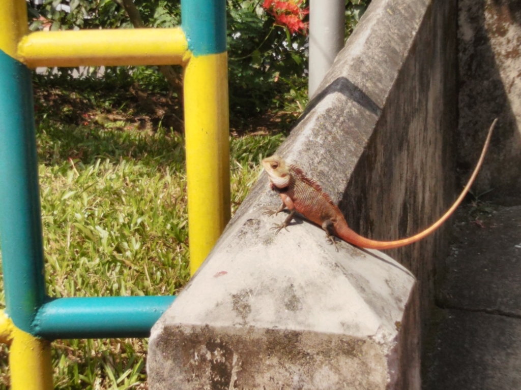 Oriental Garden Lizard from Vithura, 695551, India on August 14, 2023 ...