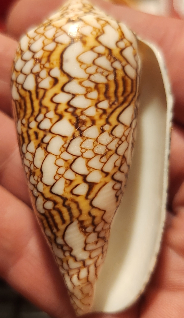 Textile Cone from Marshall Islands on August 15, 2023 at 01:12 AM by ...