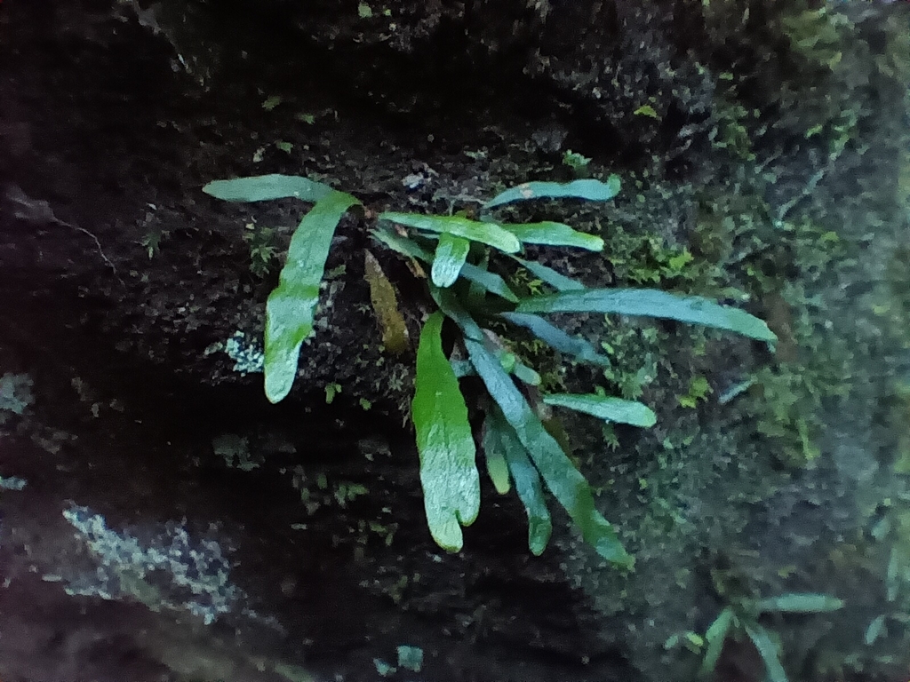 Common strap fern in August 2023 by Patrick Campbell. Growing on the ...