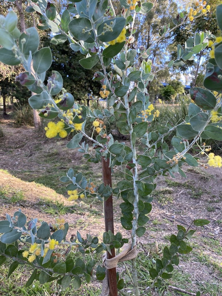 Queensland silver wattle from Grinstead Park, Alderley, QLD, AU on ...