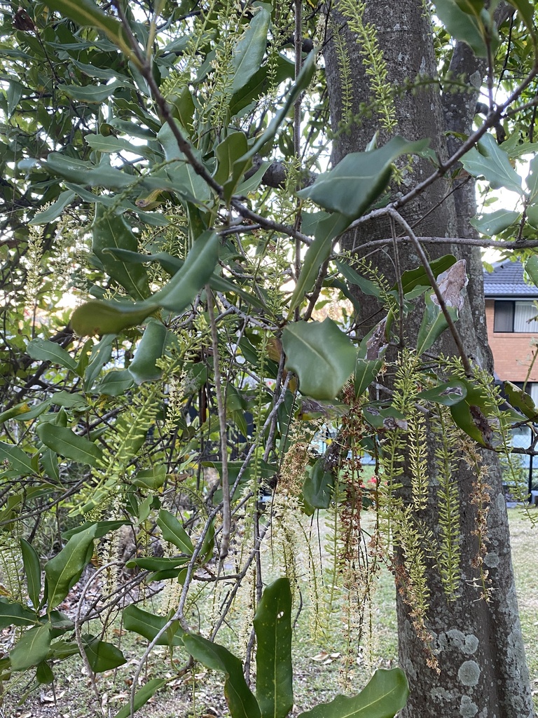 Macadamia Tree from McCawley St, Stafford, QLD, AU on August 13, 2023 ...