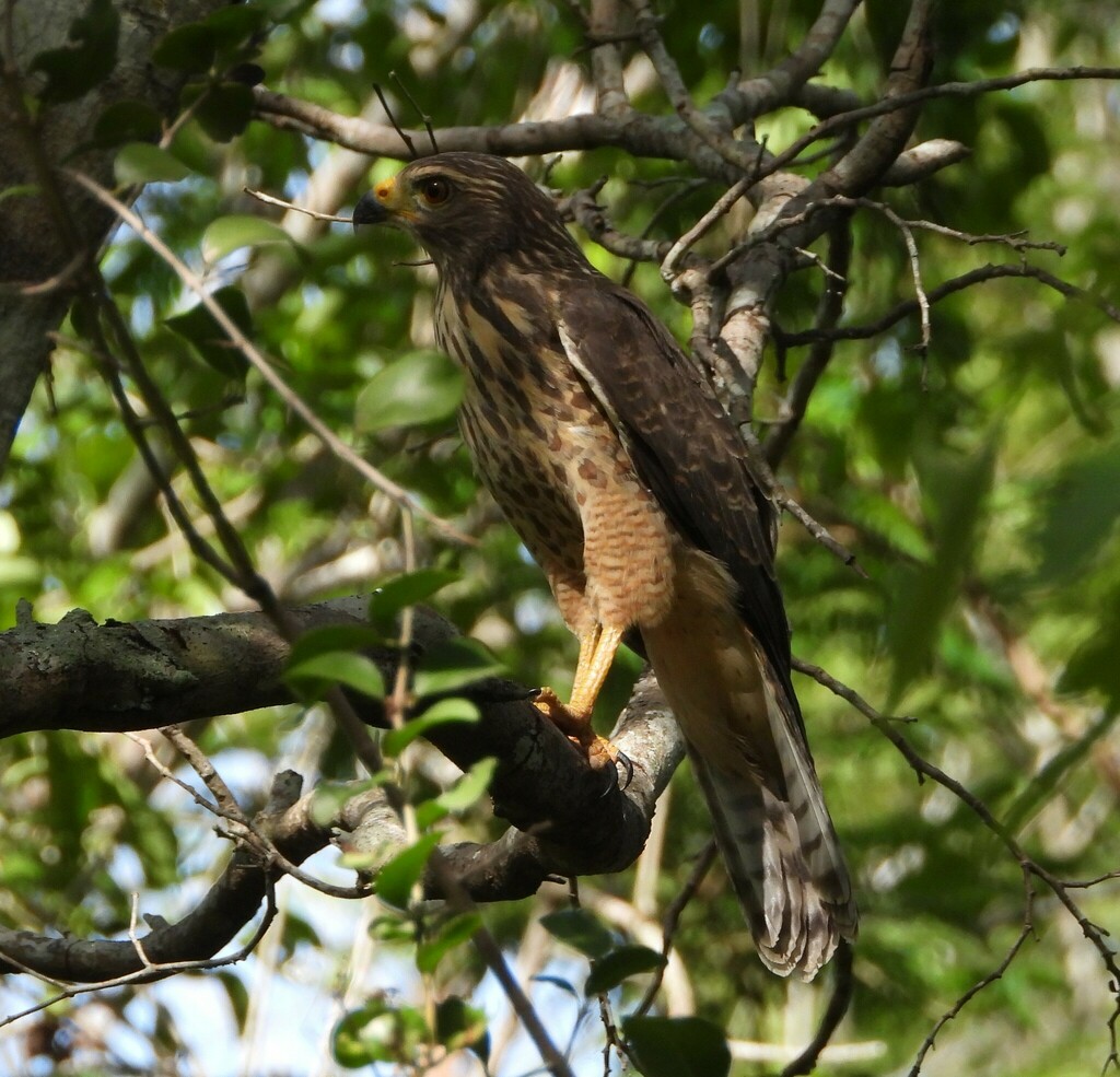 Roadside Hawk from Umán, Yuc., México on August 14, 2023 at 03:10 PM by ...