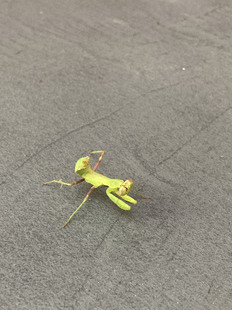 Hierodula chinensis from Shinjuku Gyoen National Garden, Shinjuku ...