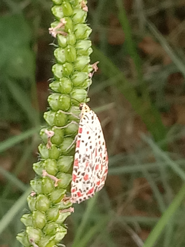 Rattlepod Moths from Stella Maris College on August 2, 2023 at 03:45 PM ...
