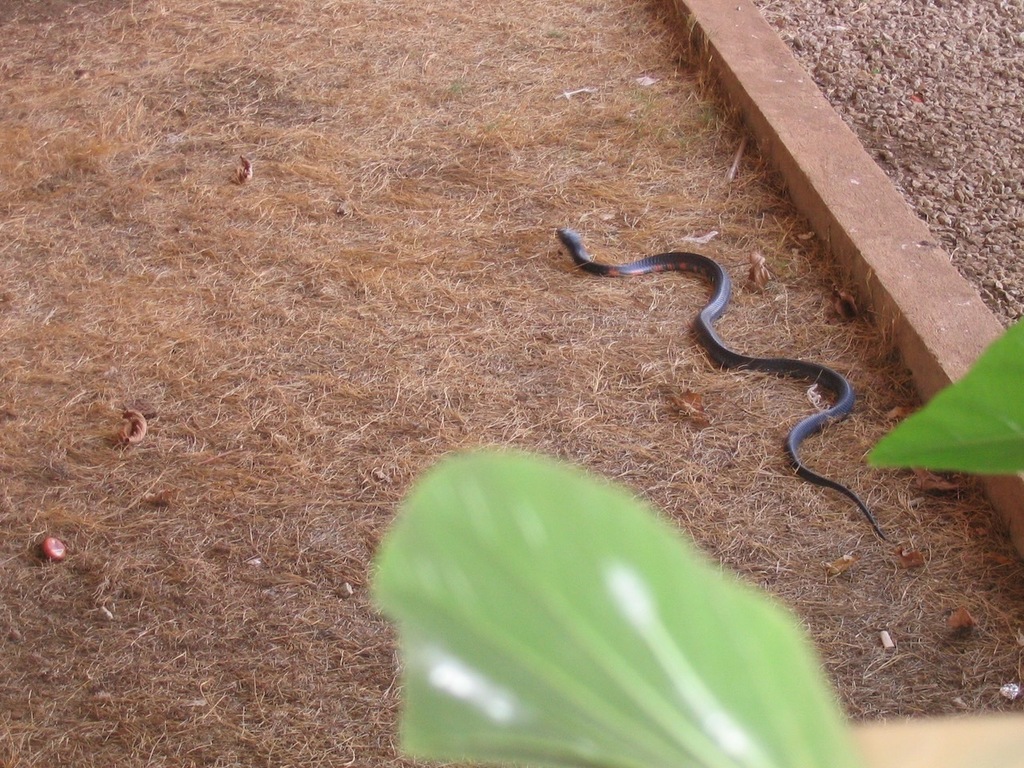 Black-necked Spitting Cobra from Conakry, Guinea on May 9, 2005 at 04: ...