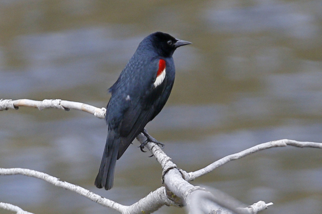 Tricolored Blackbird (Birds of San Mateo County) · iNaturalist