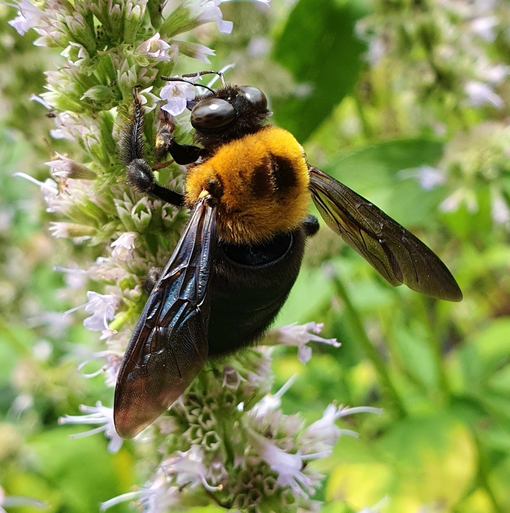 Japanese Carpenter Bee from オリーブ広場, 2-2 Yoyogikamizonochō, Shibuya City ...