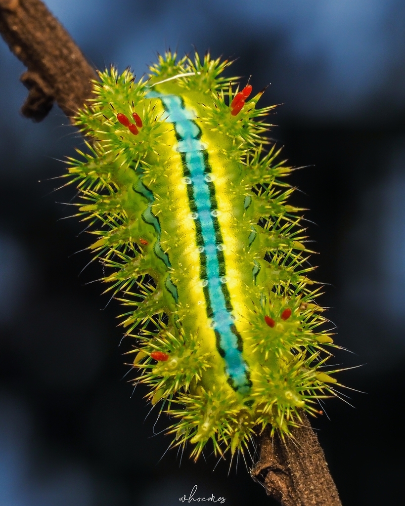 Blue-striped Nettle Grub from Bhoo-Tirth on October 28, 2022 at 01:30 ...
