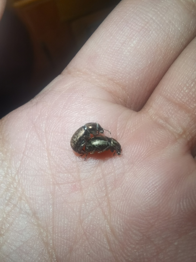 Broad-nosed Weevils from 青海省玉树藏族自治州杂多县昂赛乡 邮政编码: 815300 on August 10 ...