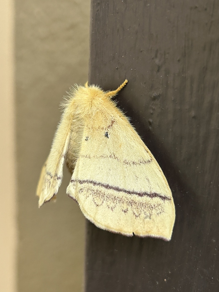 Rose Myrtle Lappet Moth from ซอย ราษฎร์บำรุง, อำเภอเมืองพิษณุโลก ...