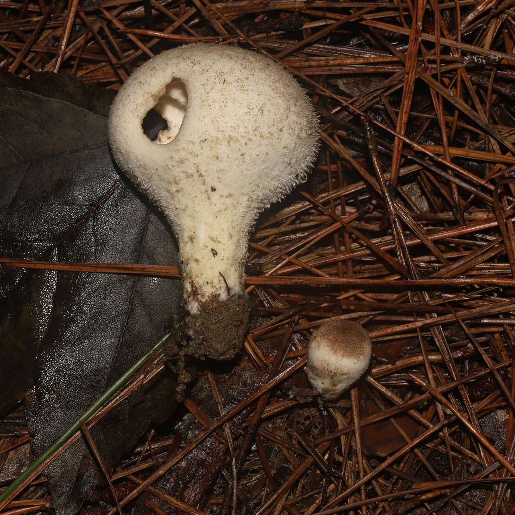 Lycoperdon in August 2023 by Flown Kimmerling · iNaturalist