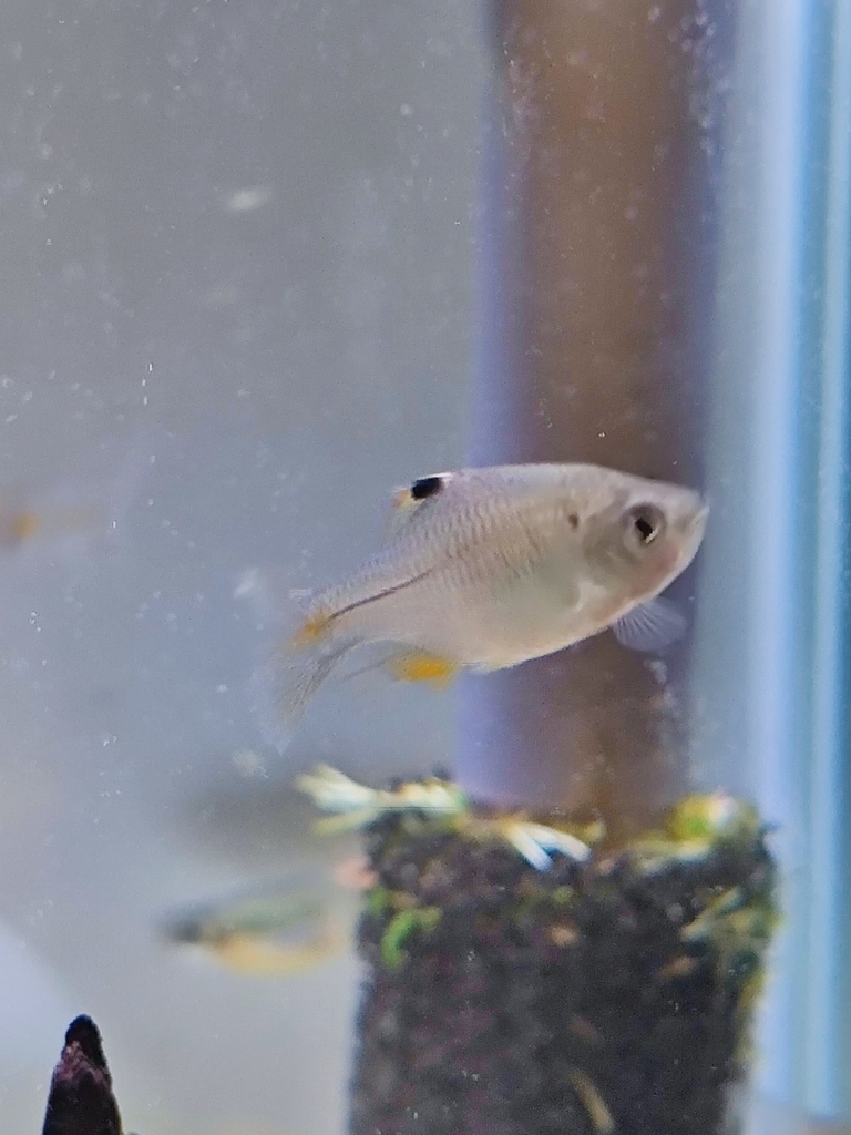 Rhodeus sinensis from 嘉兴市 on August 1, 2023 at 06:57 PM by Tou Mao ...