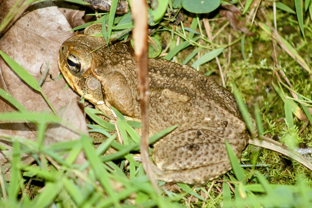 Cane Toad from Agat, Guam on August 15, 2023 at 06:06 PM by dobbby ...