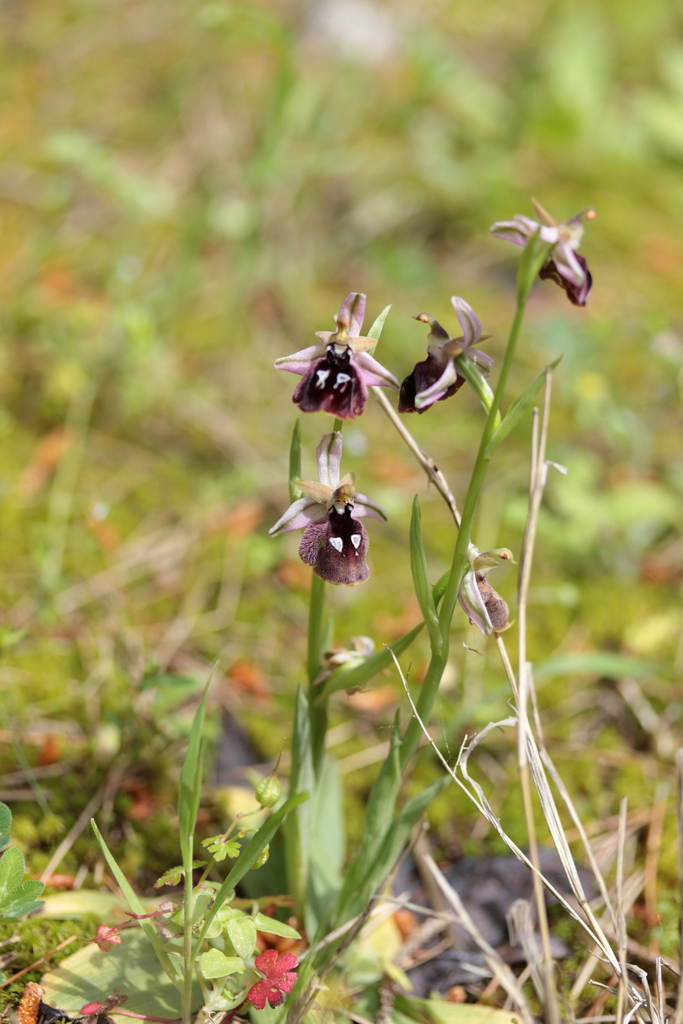Diamond Orchid from Attique de l'Ouest, Grèce on April 14, 2019 at 12: ...