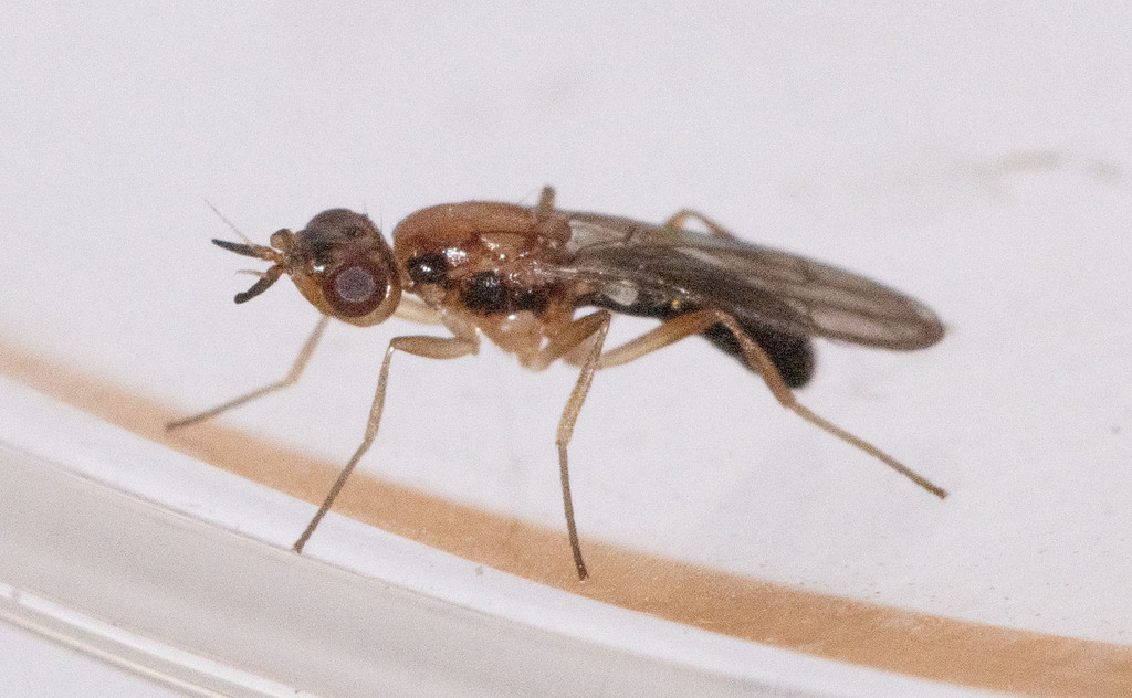 Rust Flies from Arnprior, ON, Canada on August 14, 2023 at 04:40 PM by ...