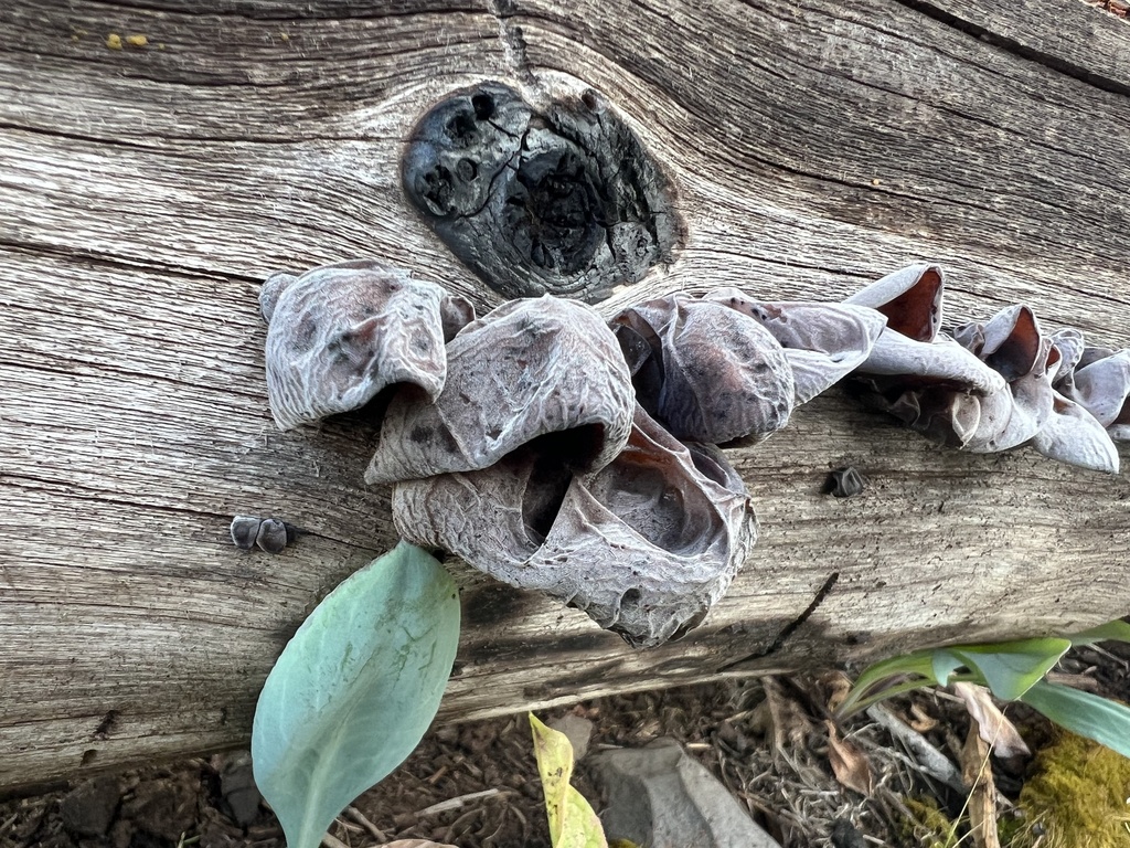 Jelly Tree Ear from Apache-Sitgreaves National Forests, Nutrioso, AZ ...