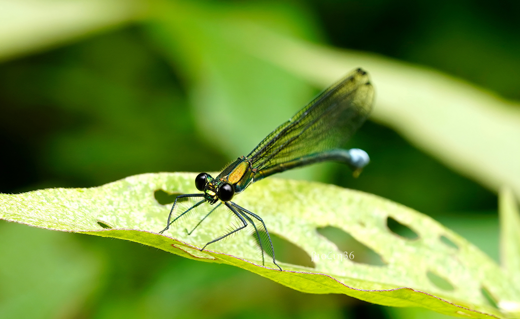 Caliphaea nitens from 中国四川省眉山市洪雅县 on August 7, 2023 at 12:06 PM by ...