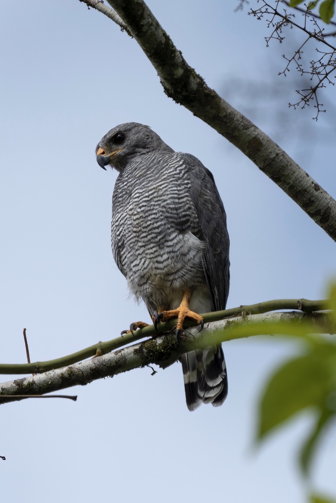 Gray Hawk from Vía 250, San Carlos, Alajuela, CR on July 7, 2023 at 09: ...