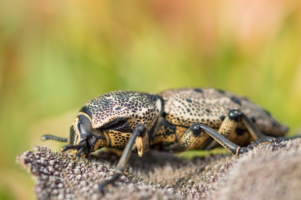Zopherus jourdani from De la Iglesia Católica de las Nubes de Coronado ...