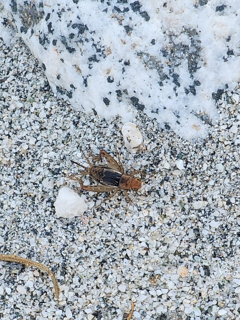 Small Ground Crickets from Whitewater, CA 92282, USA on August 13, 2023 ...