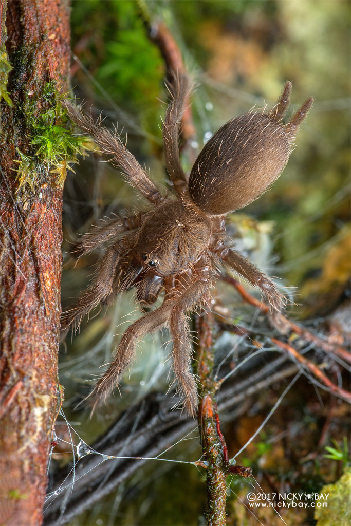 Phlogiellus from Tawau, Sabah, Malaysia on July 18, 2017 at 11:14 PM by ...