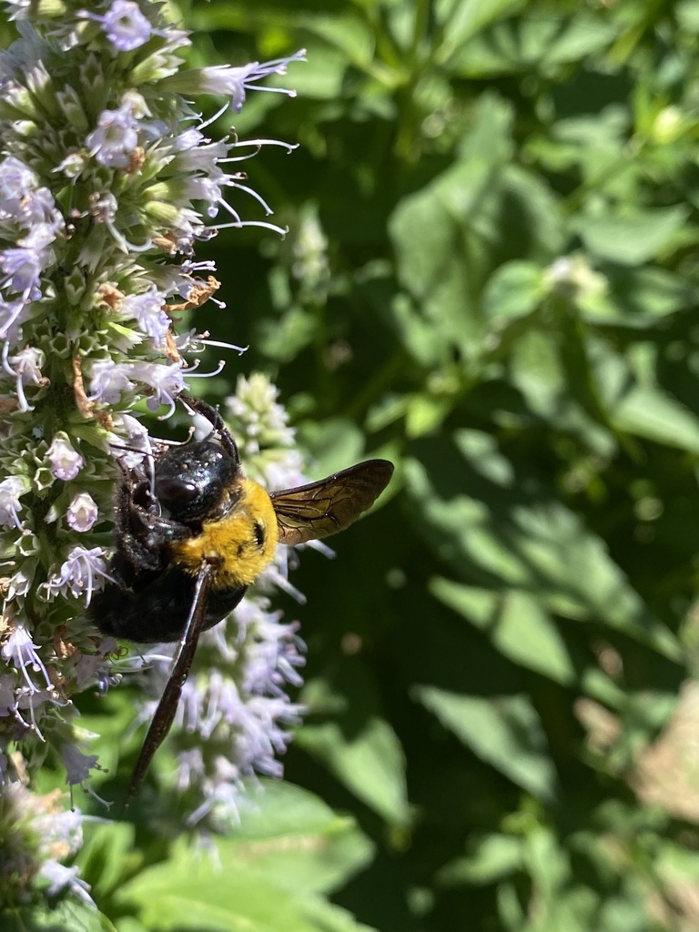 Japanese Carpenter Bee from Yoyogi Park, Shibuya, Tokyo, JP on July 30 ...