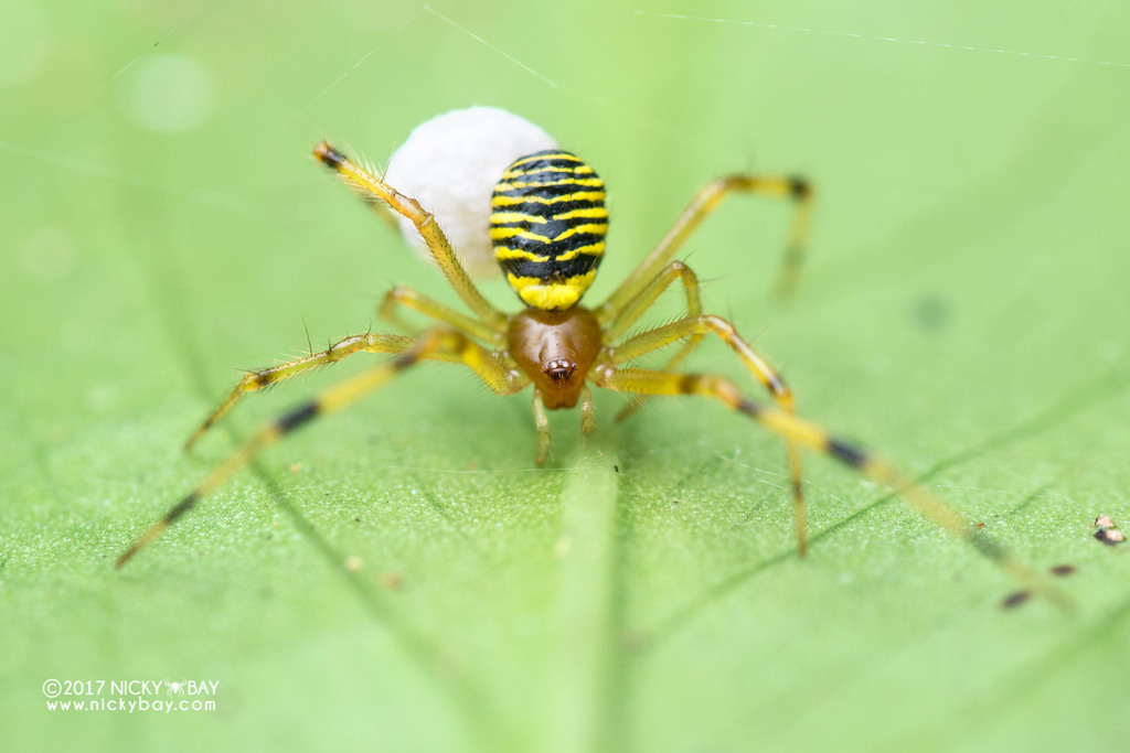 Typical Cobweb Spiders from Tawau, Sabah, Malaysia on July 19, 2017 at ...