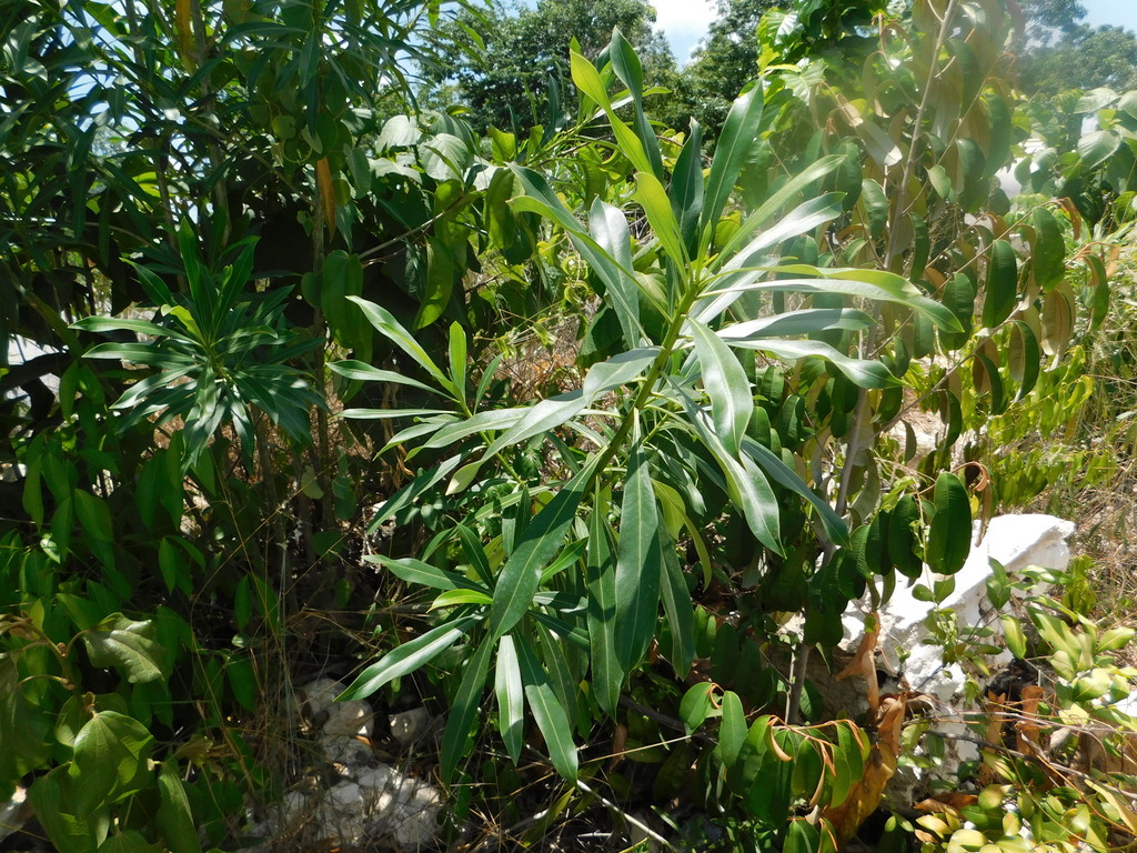 Cascabela gaumeri from Benito Juárez, Q.R., México on August 10, 2023 ...